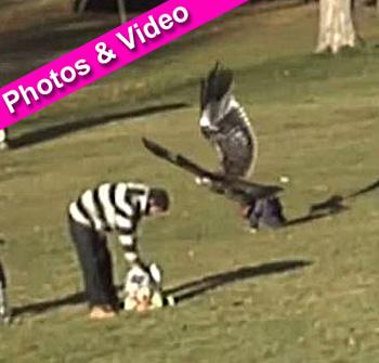 Golden Eagle Snatches Child In Shocking New Viral Video