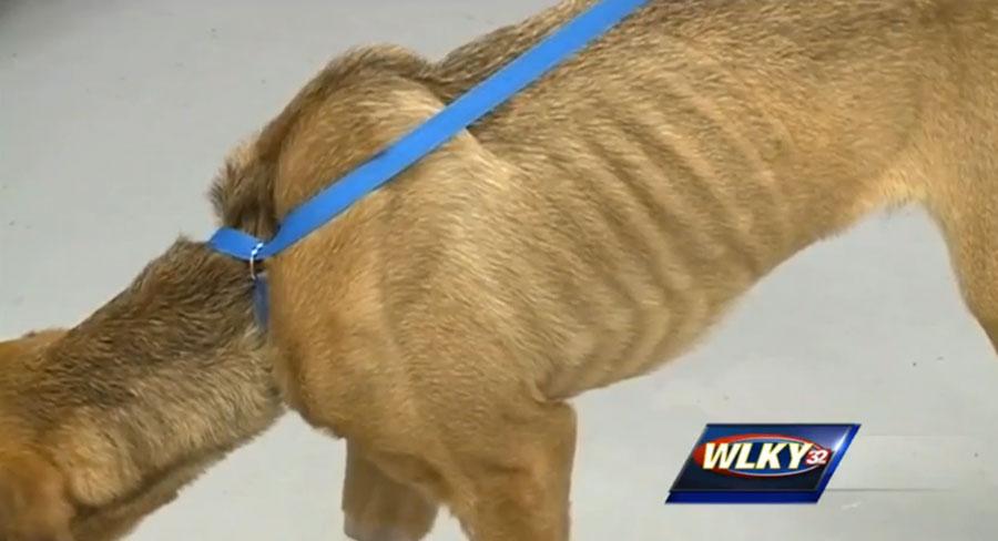 Former MTV Star Madeleine Cornish Charged With Animal Abuse After ...