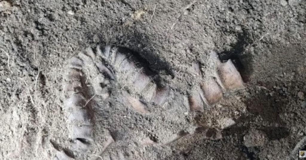 Five Bodies Found Underneath Adolf Hitler's Secret Wolf's Lair Headquarters