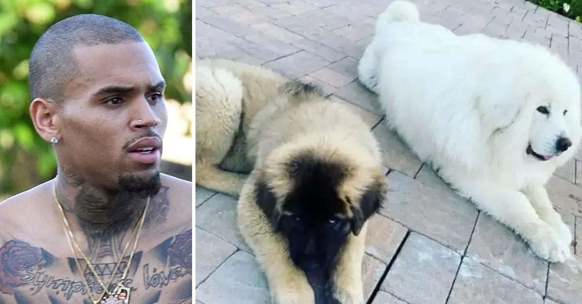 Chris Brown’s Ex-Housekeeper Drops Bombshell Accusations in Dog Attack ...