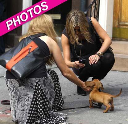 They Call It Puppy Love! Jennifer Aniston Falls For A Cute Canine