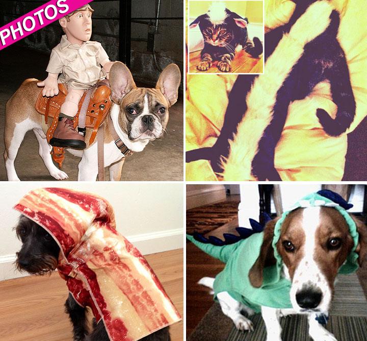 Cuteness Overload! Radar’s Most Adorable Dog And Cat Halloween Costume ...