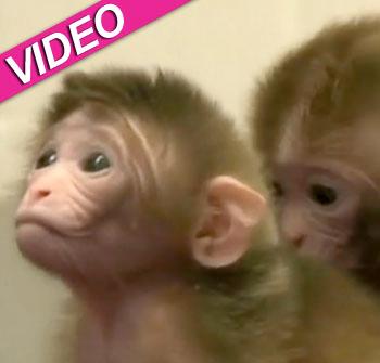 That’s Monkey Business! World's First ‘Chimeric’ Primates Are Born From ...