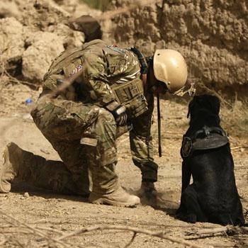 Dog Veterans Suffer From PTSD After The Horrors Of War