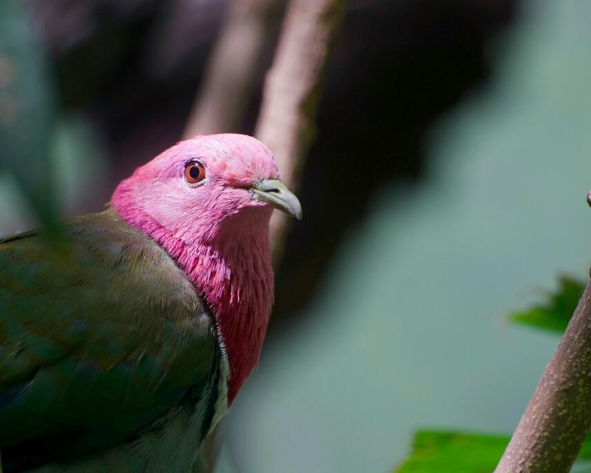 Colossal Biosciences Wildest Work Yet: Bringing Back GIANT Extinct Birds!