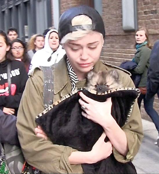 Miley Cyrus Cries Over The Loss Of Her Dog Floyd, While Holding New ...