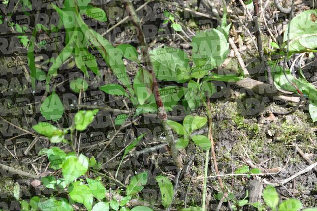 Horrifying Crime Photos From Slender Man Stabbing Scene Released!