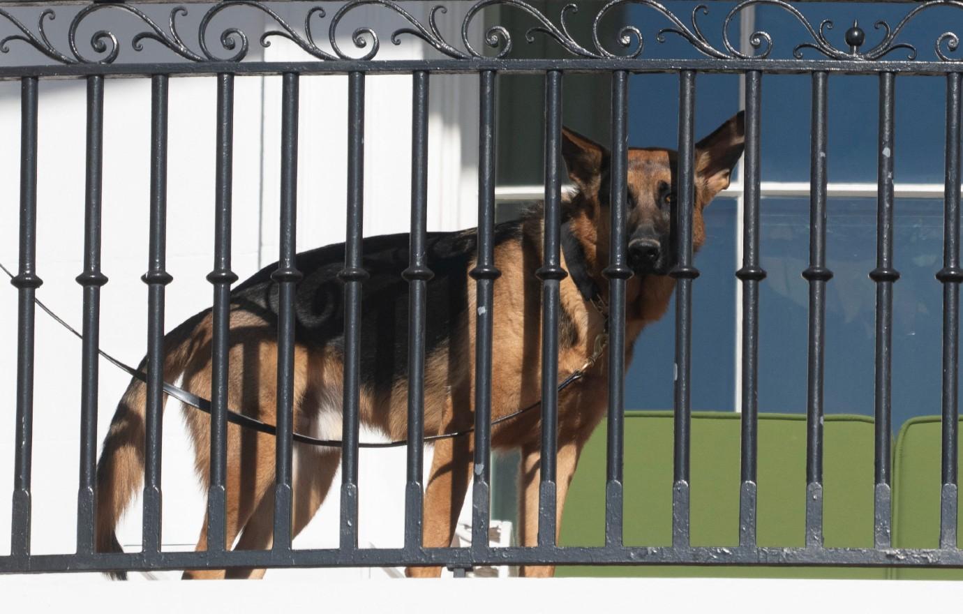 President Biden's Dog Sparks Lawsuit After Homeland Security Refuses To ...