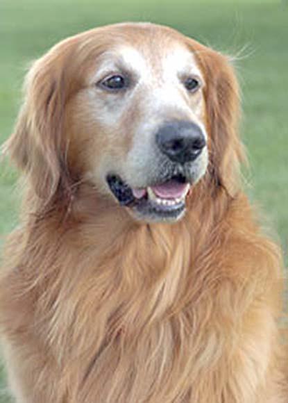 25 Heroic Dogs