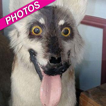 Taxidermy Gone Wrong: The World's Worst Stuffed Animals