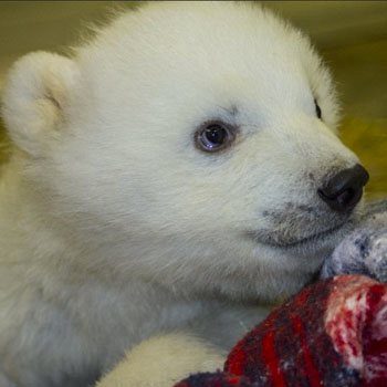 Anyone Looking For An UnBEARably Cute House Guest? Adorable Orphan Polar Cub Hunting For A Home!
