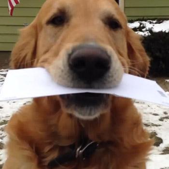Dog Retrieves Letters! Mailman’s ‘Best Part Of My Day’ Video Goes Viral