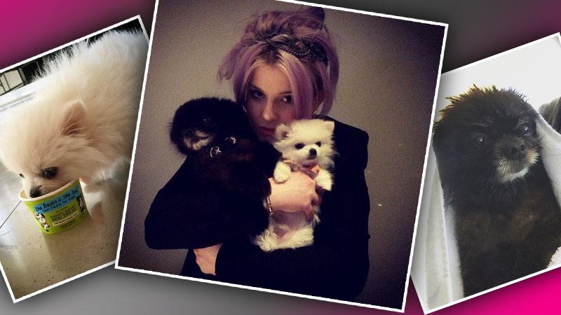 'Shame On You!' Animal Rights Activist Rips Kelly Osbourne For Buying ...