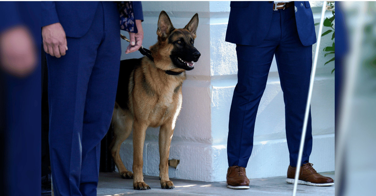 Joe Biden's German Shepherd Bites Again, Marks 11th Incident