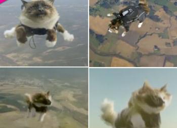 I Believe I Can Fly! Skydiving Cats Ad Causes Outrage From Confused Viewers