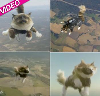 I Believe I Can Fly! Skydiving Cats Ad Causes Outrage From Confused Viewers