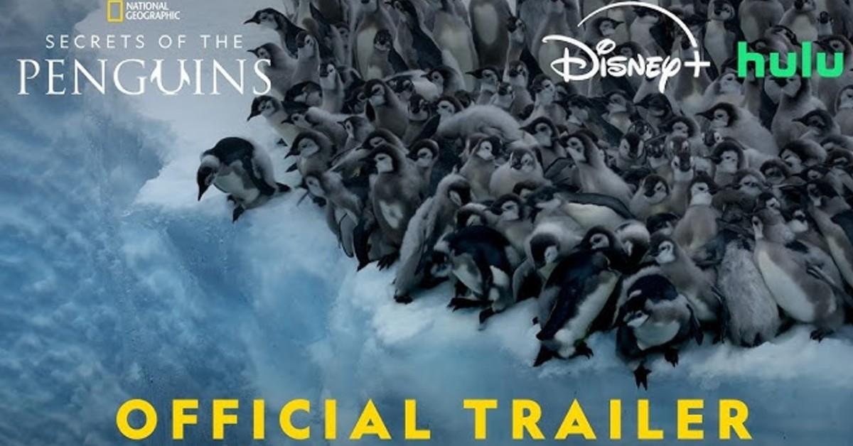 Blake Lively Narrated New Show About Penguins To Boost Poor Showbiz Image