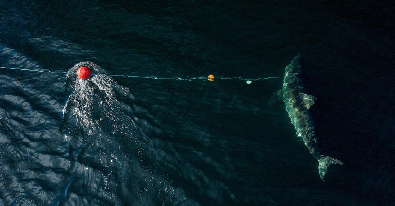 Simon Nellist Identified As Victim In Fatal Australian Shark Attack