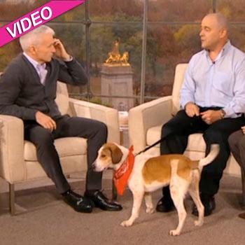 Gas Chamber Survivor Daniel The Beagle Goes From Pound Dog To Talk Show ...