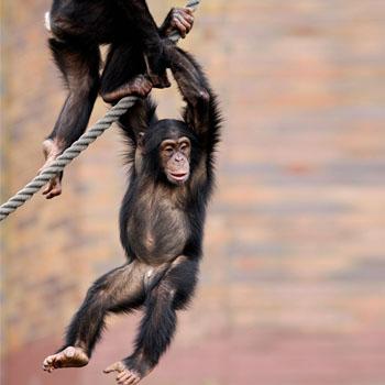 US Student Fighting For His Life After "Frenzied Assault" By Chimps At ...