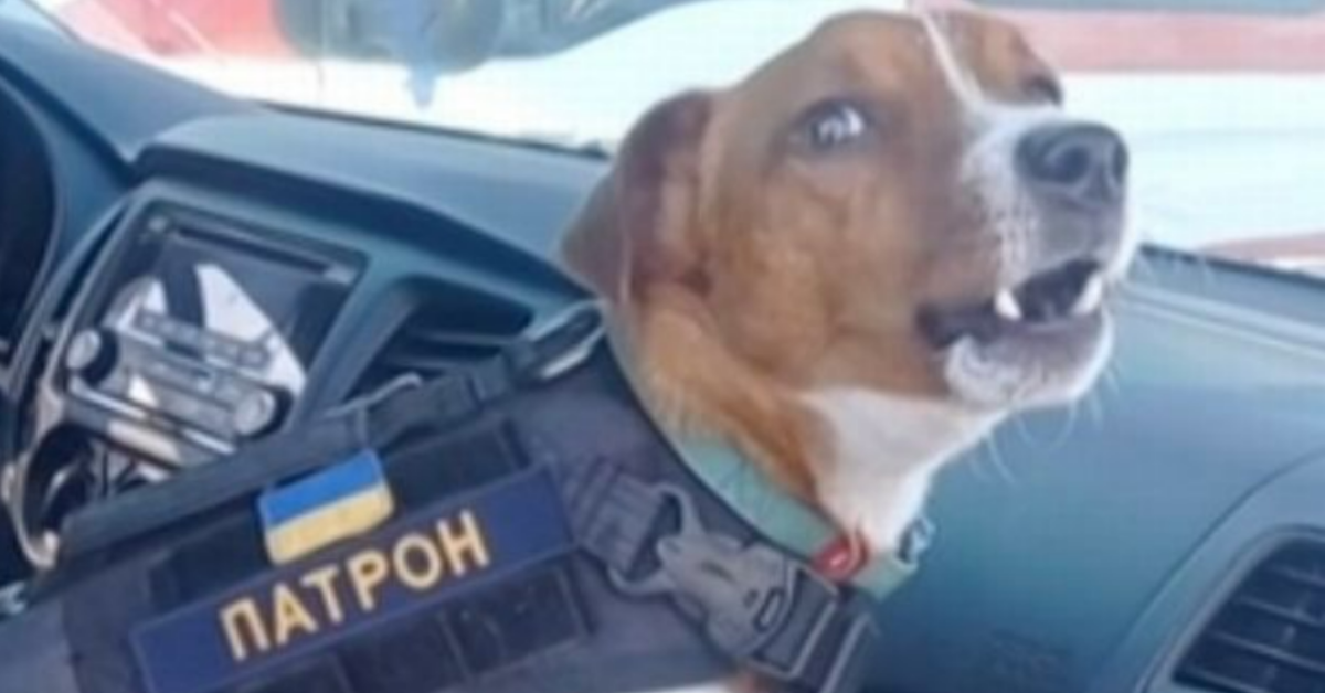 Ukrainian Minesweeping Dog 'Bullet' Helps Clear Out 100s Of Explosives
