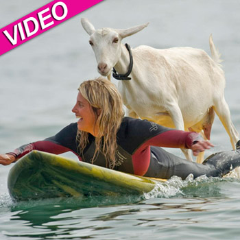 From The Dinner Menu To A Surfboard! Goat Who Escaped A BBQ Makes A ...