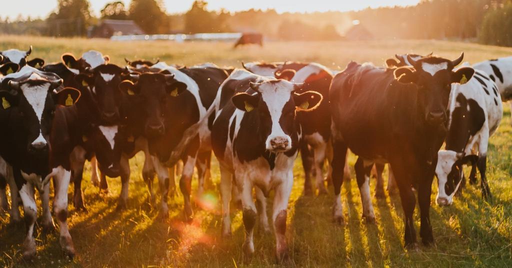 Thousands Of Cattle Die In Viral Video From Kansas