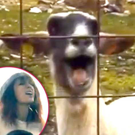You Can’t Get Taylor’s Goat! Swift Shares ‘Trouble’ Parody Poking Fun ...