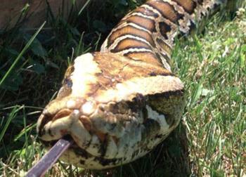 Onlookers Watch Python Strangle Man To Death Near Luxury Hotel