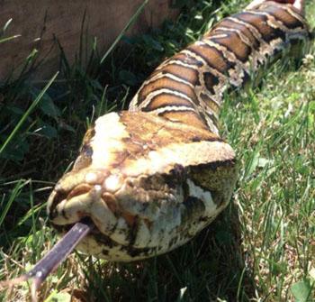 Onlookers Watch Python Strangle Man To Death Near Luxury Hotel