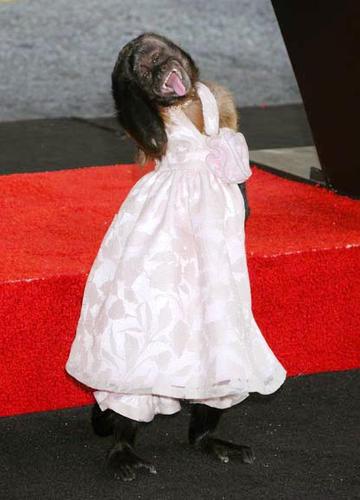 PHOTOS: Crystal The Monkey In Poses On Red Carpet