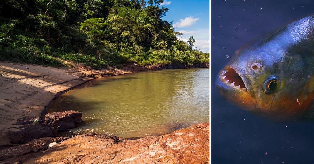 Piranha Attacks Leave 4 People Dead & 20 Others Injured