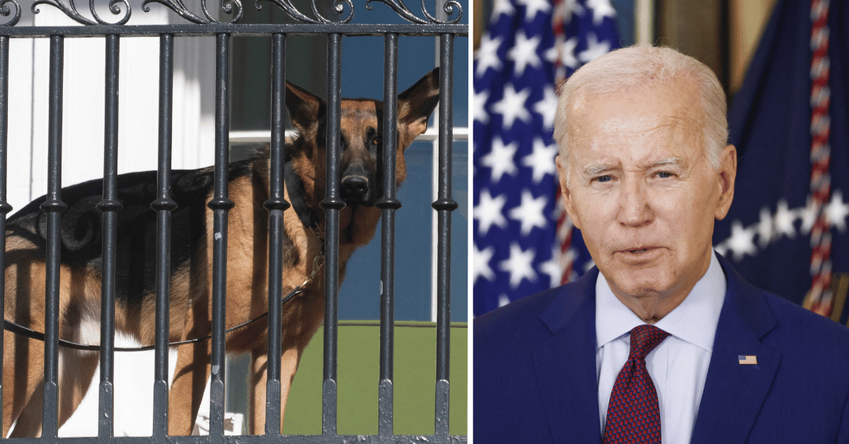 Photos: Joe Biden's Dog Commander Bites Groundskeeper