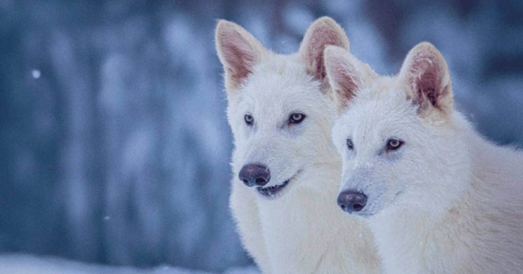Winter Is….Here! Celebrity-Backed Colossal Biosciences De-Extincts The ...