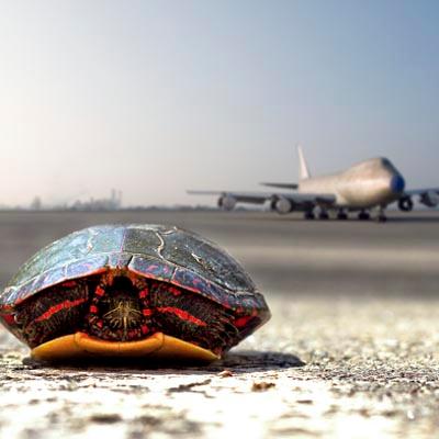 Turtles On The Tarmac Close Down Runway At New York's JFK Airport