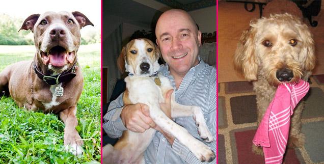 10 Heroic Dogs And How They Saved People