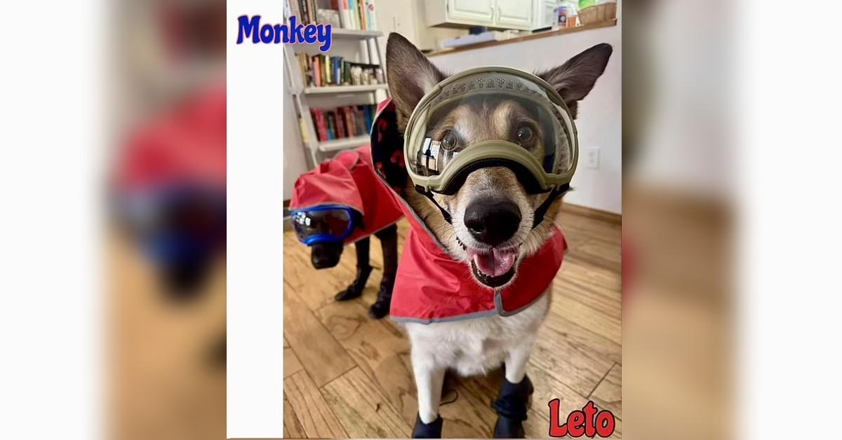 Volcano Panic! Alaska City Braces For Eruption — Pets Given Gas Masks