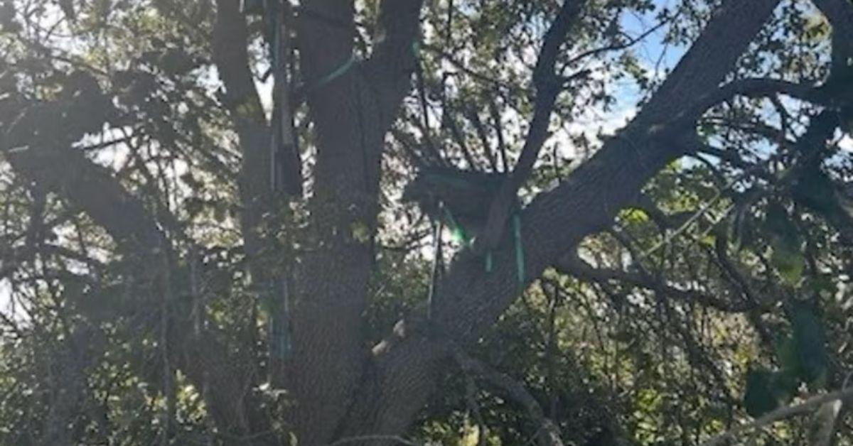 Read The Arrest Affidavit After Man 'Offered $45K for Pam Bondi Murder'