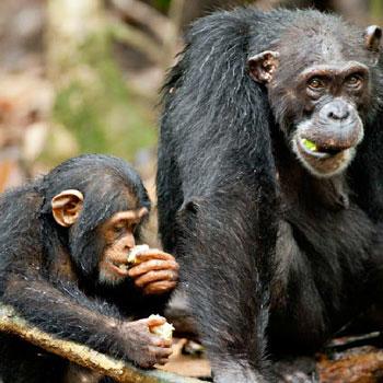 Welcome To The Jungle! Behind The Scenes Of Disney’s Chimpanzee