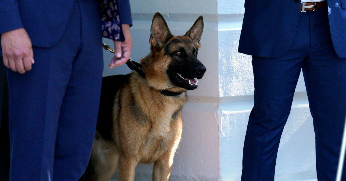 Joe Biden's Dog Commander Removed From White House