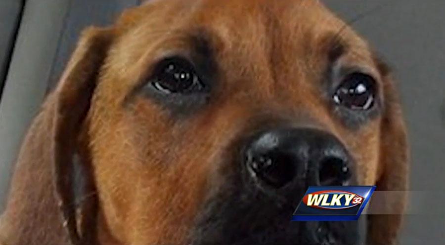 Former MTV Star Madeleine Cornish Charged With Animal Abuse After ...