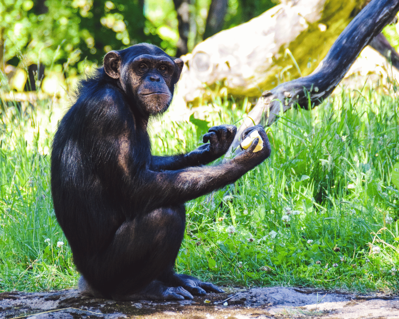 Chimps Escape Enclosure At Swedish Zoo, 3 Fatally Shot