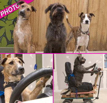 Hounds Hit The High Road! You Will Not Believe These Amazing Driving Dogs