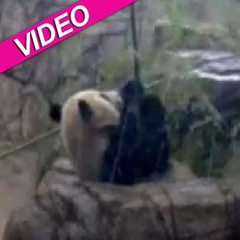 Tragedy Hits National Zoo As Newborn Giant Panda Dies