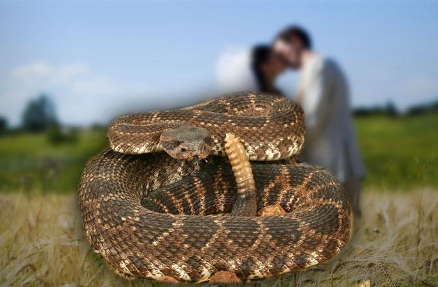 In Sickness & SNAKEBITES! Rattler Attacks Groom At Wedding