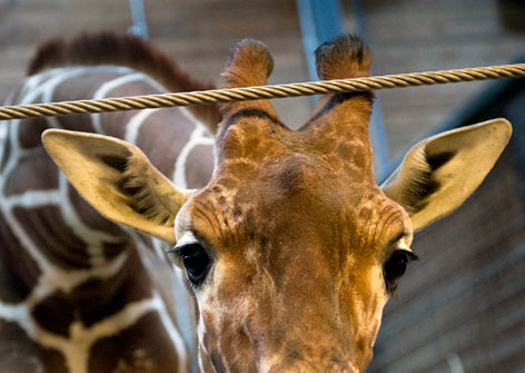 Outrage As Danish Zoo Kills Healthy Young Giraffe & Feeds Him To Lions ...