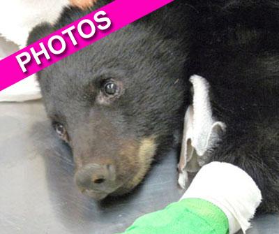 Burned Bear Cub Rescued From Wildfires 'Is Feisty And Eating Like A Pig ...