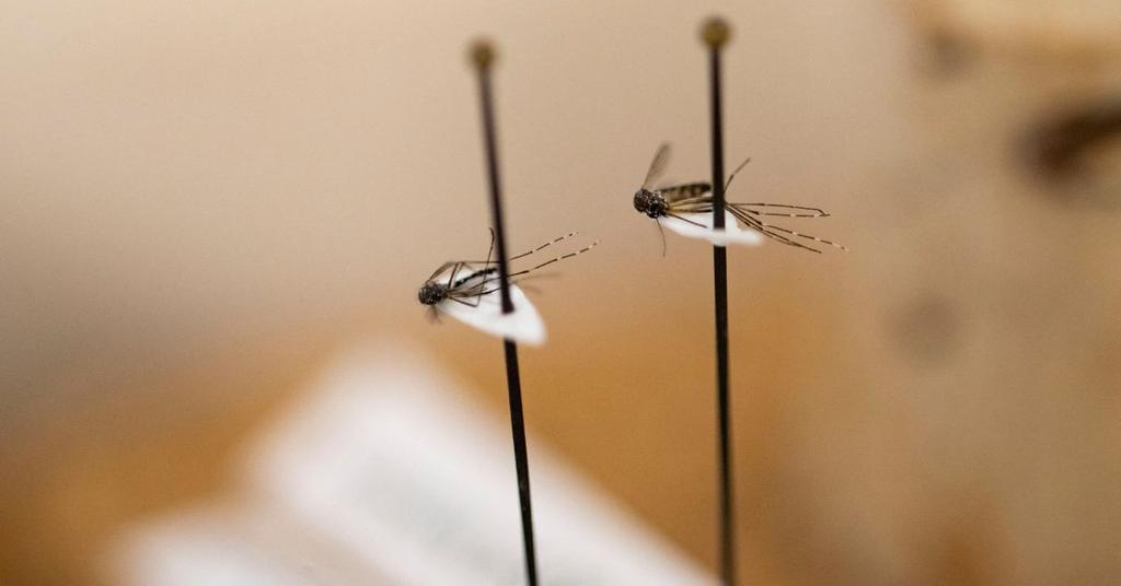 Vladimir Putin Accuses U.S. of Training 'Genetically Modified Mosquitos ...