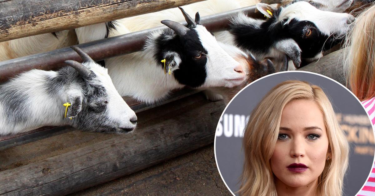 Jennifer Lawrence Wants To Quit Acting For Goat Farming