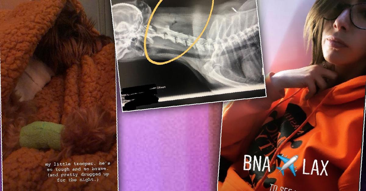 Vanderpump Rules Star Kristen Doute's Dog Attacked By Pit Bull